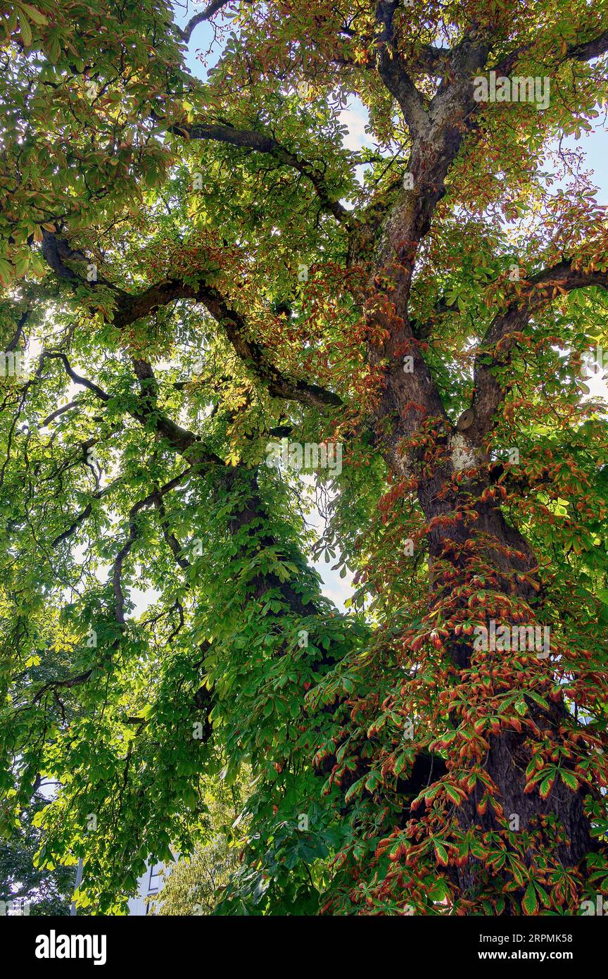 Feuille de plante malade Banque de photographies et d’images à haute ...