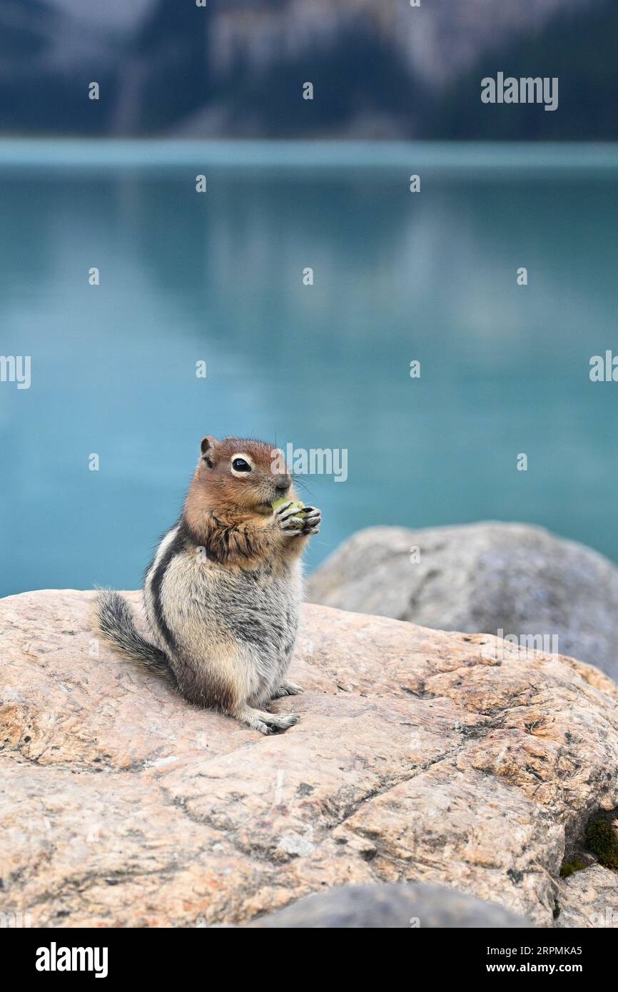 Faune canadienne Banque de photographies et d’images à haute résolution ...