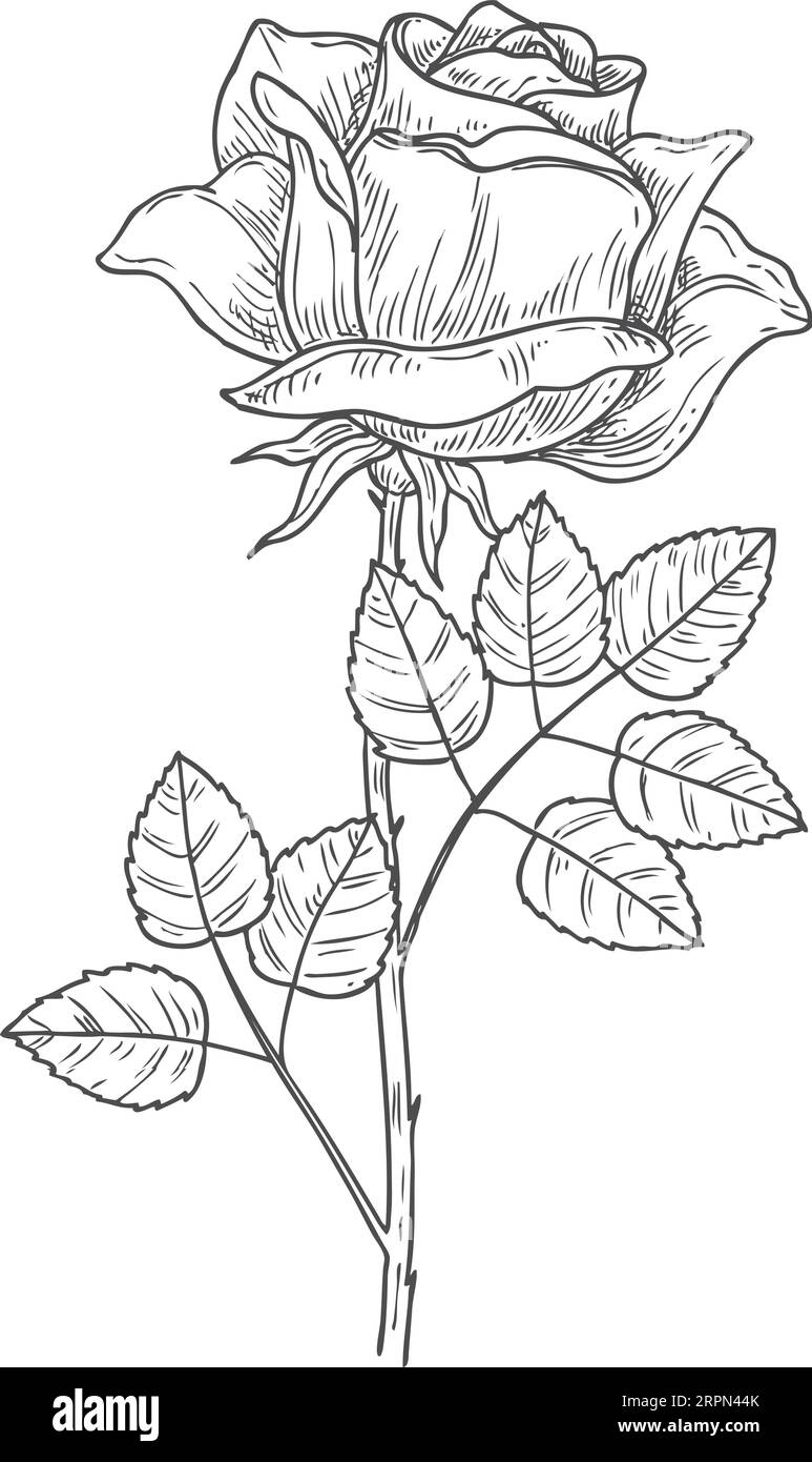 Rose plant illustration Banque de photographies et d’images à haute ...