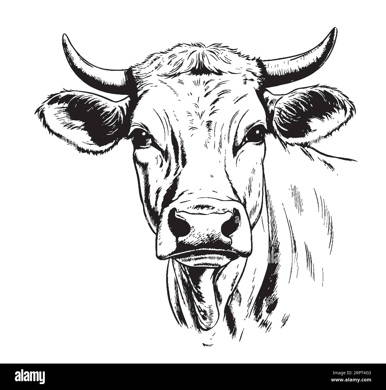 Croquis animal de vache dessin vectoriel dessiné à la main image de ...