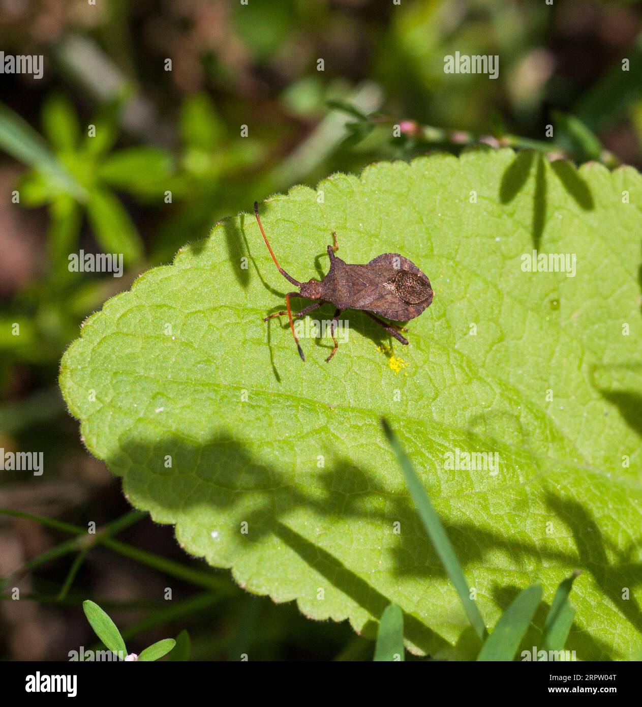 Squash bug Banque de photographies et d’images à haute résolution - Alamy