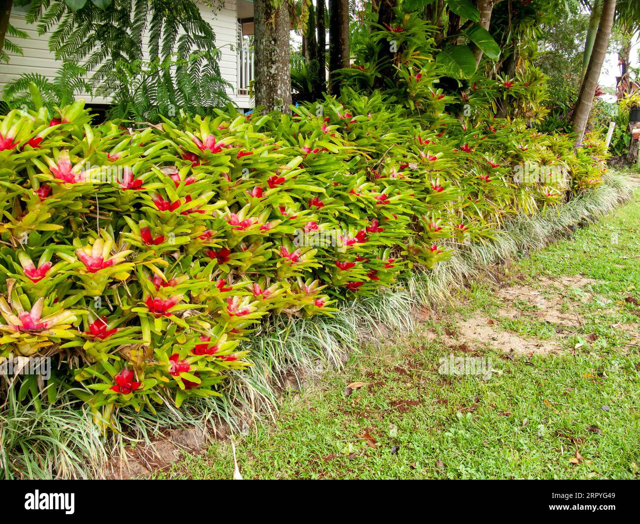 Neoregelia compacta Banque de photographies et d’images à haute ...