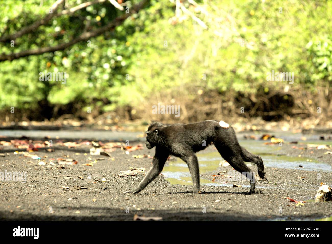 Cycle de reproduction des macaques Banque de photographies et d’images ...