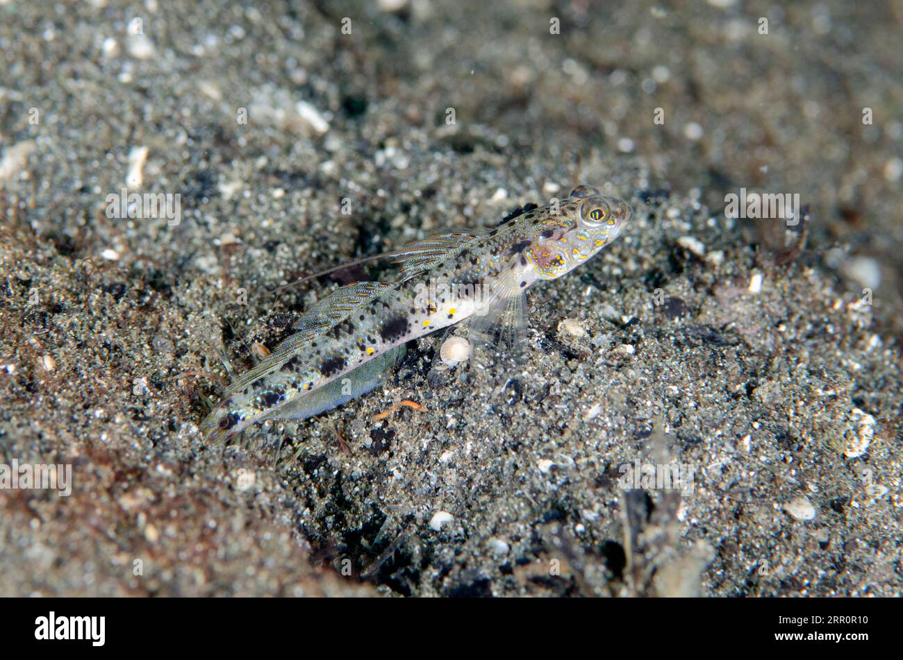 Yellowfoot Shrimpgoby, Vanderhorstia phaeosticta, site de plongée de ...