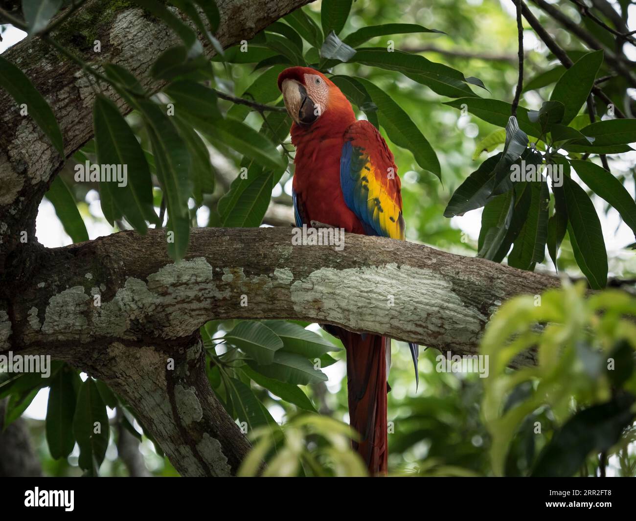 Ara rouge du costa rica Banque de photographies et d’images à haute ...