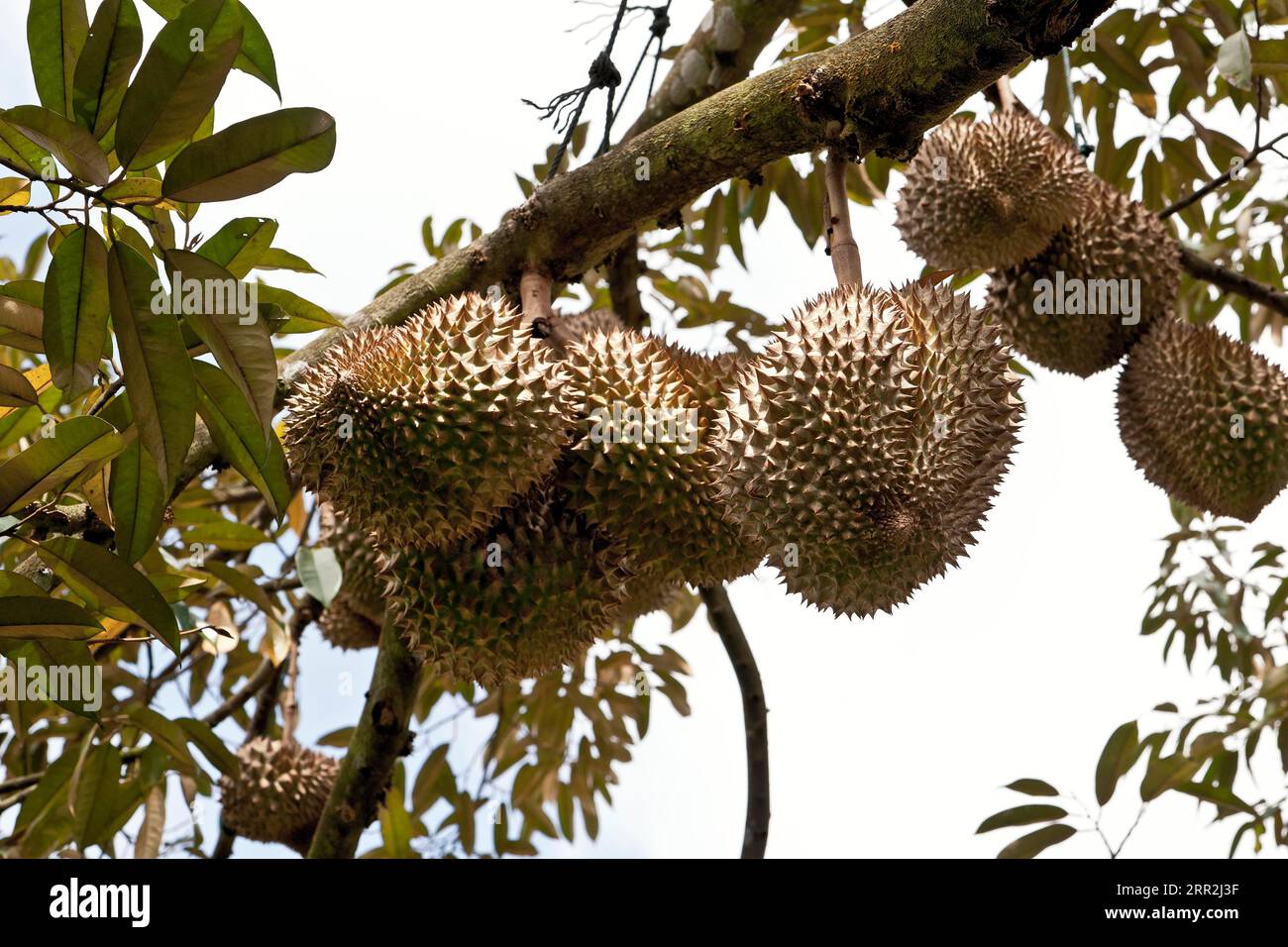 Arbre durian avec des fruits Banque de photographies et d’images à ...