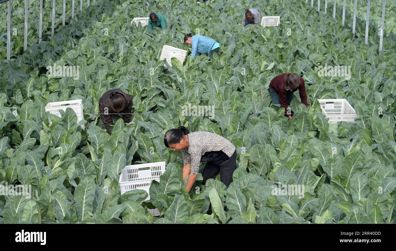 201115 -- YUPING, le 15 novembre 2020 -- des villageois collectent des ...