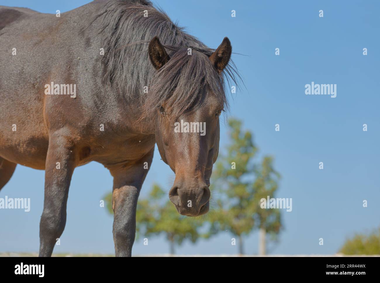 Black bile Banque de photographies et d’images à haute résolution - Alamy
