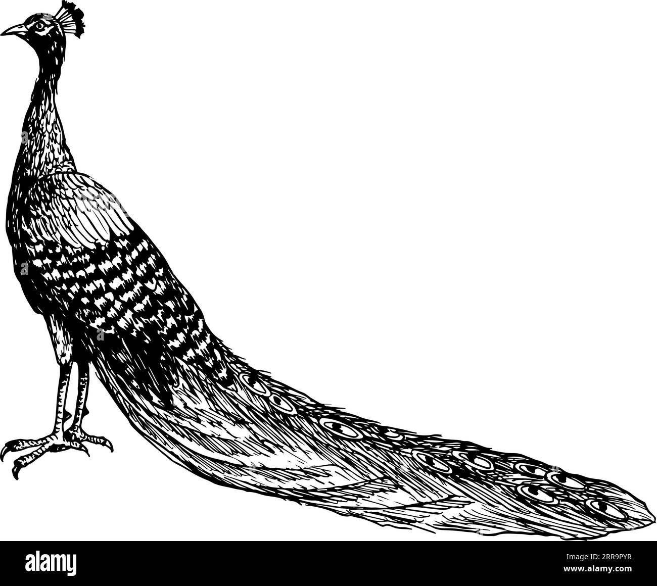 Inde oiseau exotique Banque d'images noir et blanc - Alamy