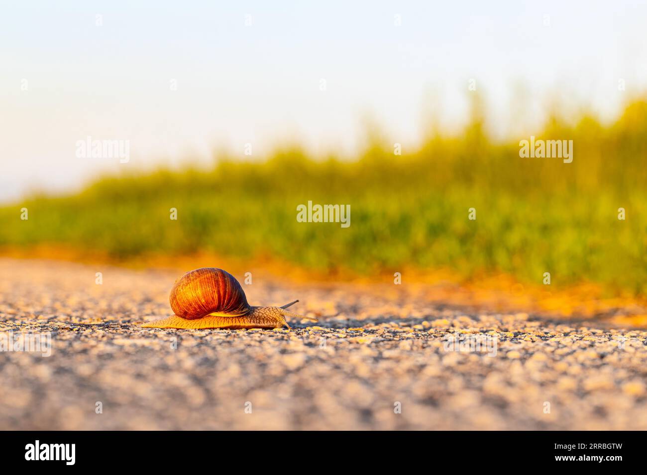 un escargot avec une coquille rampe le long de la route. Les escargots ...