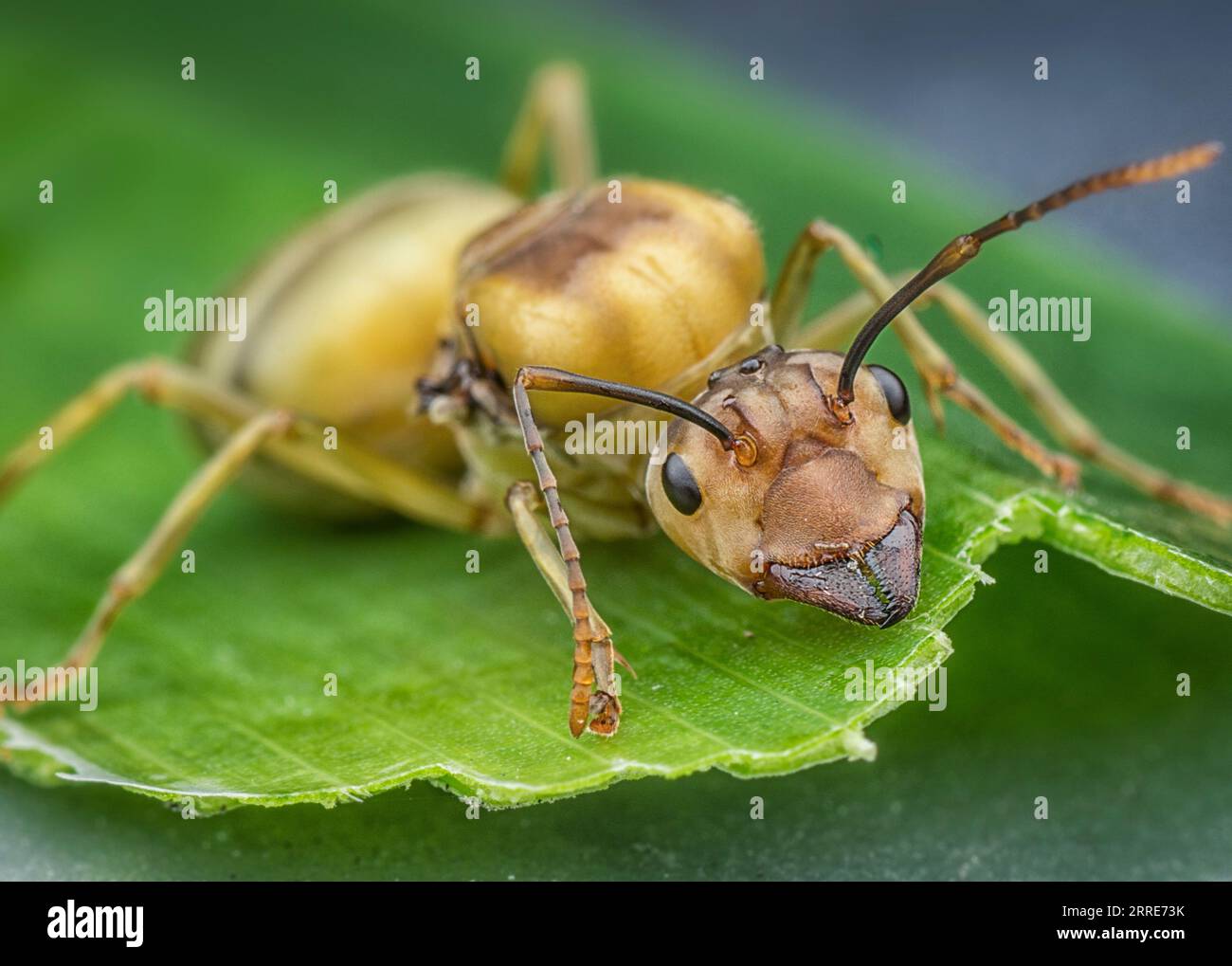 Reine des fourmis Banque de photographies et d’images à haute ...
