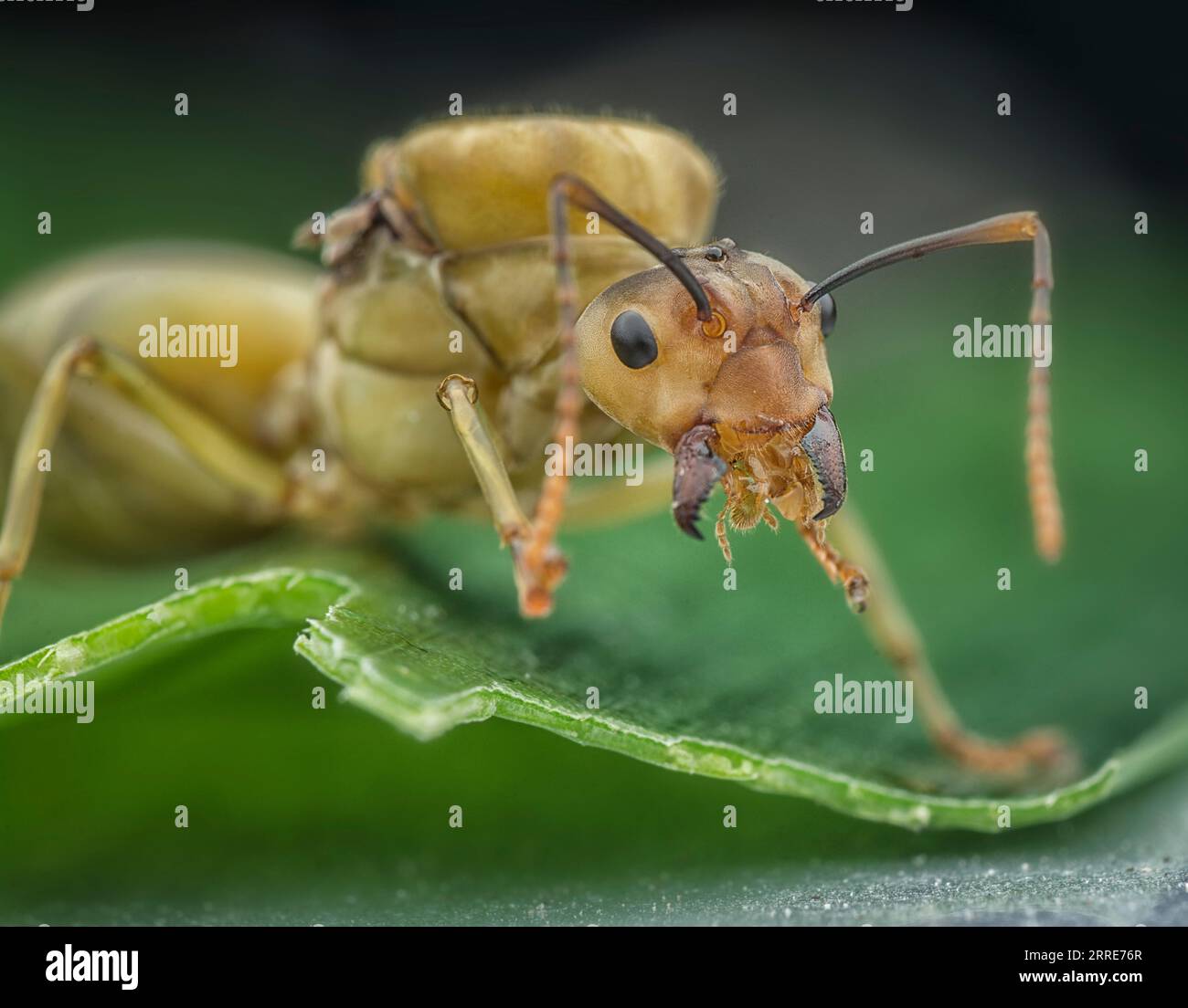 Reine des fourmis Banque de photographies et d’images à haute ...