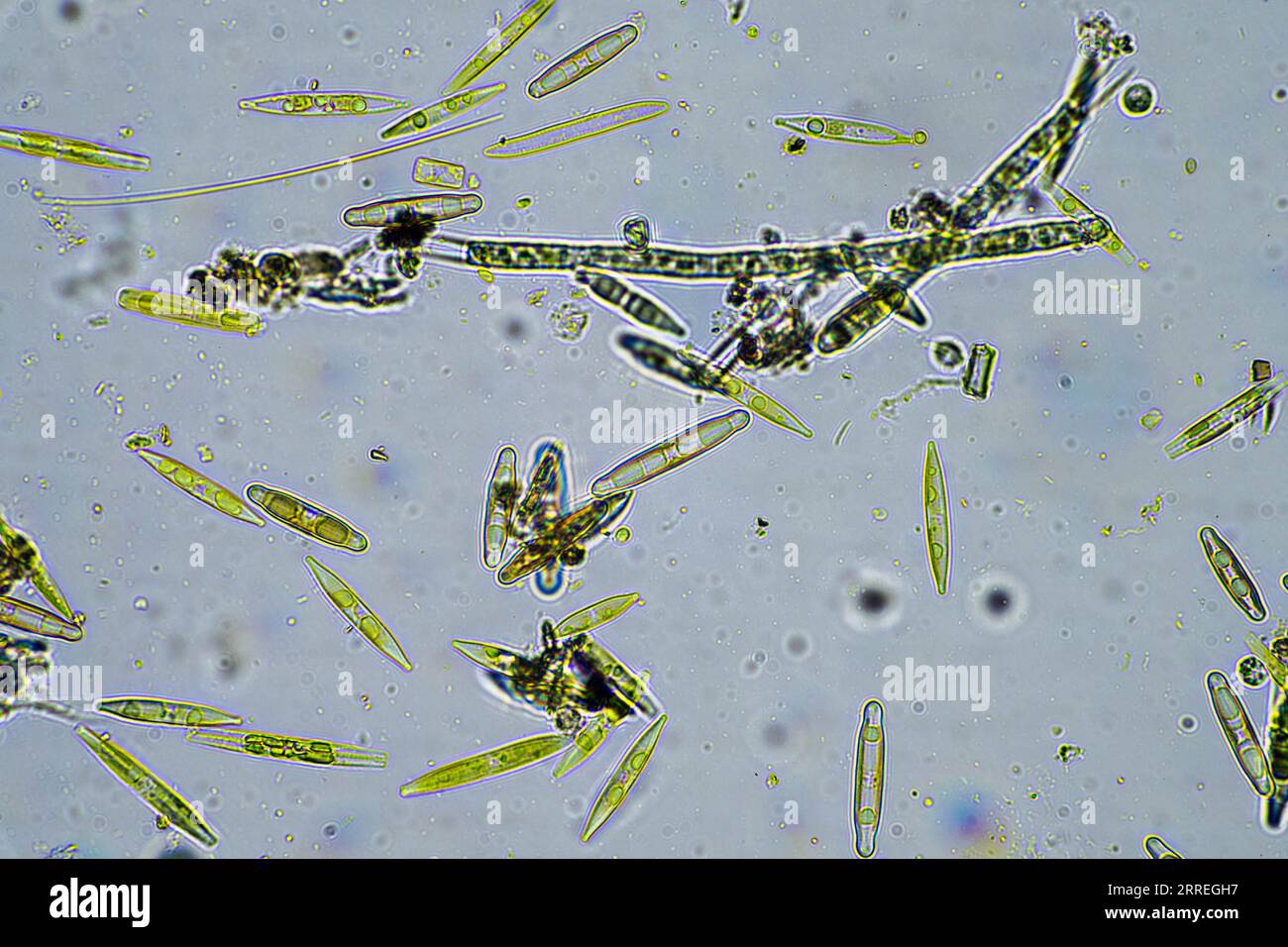 Microbiologie des sols agricoles Banque de photographies et d’images à ...