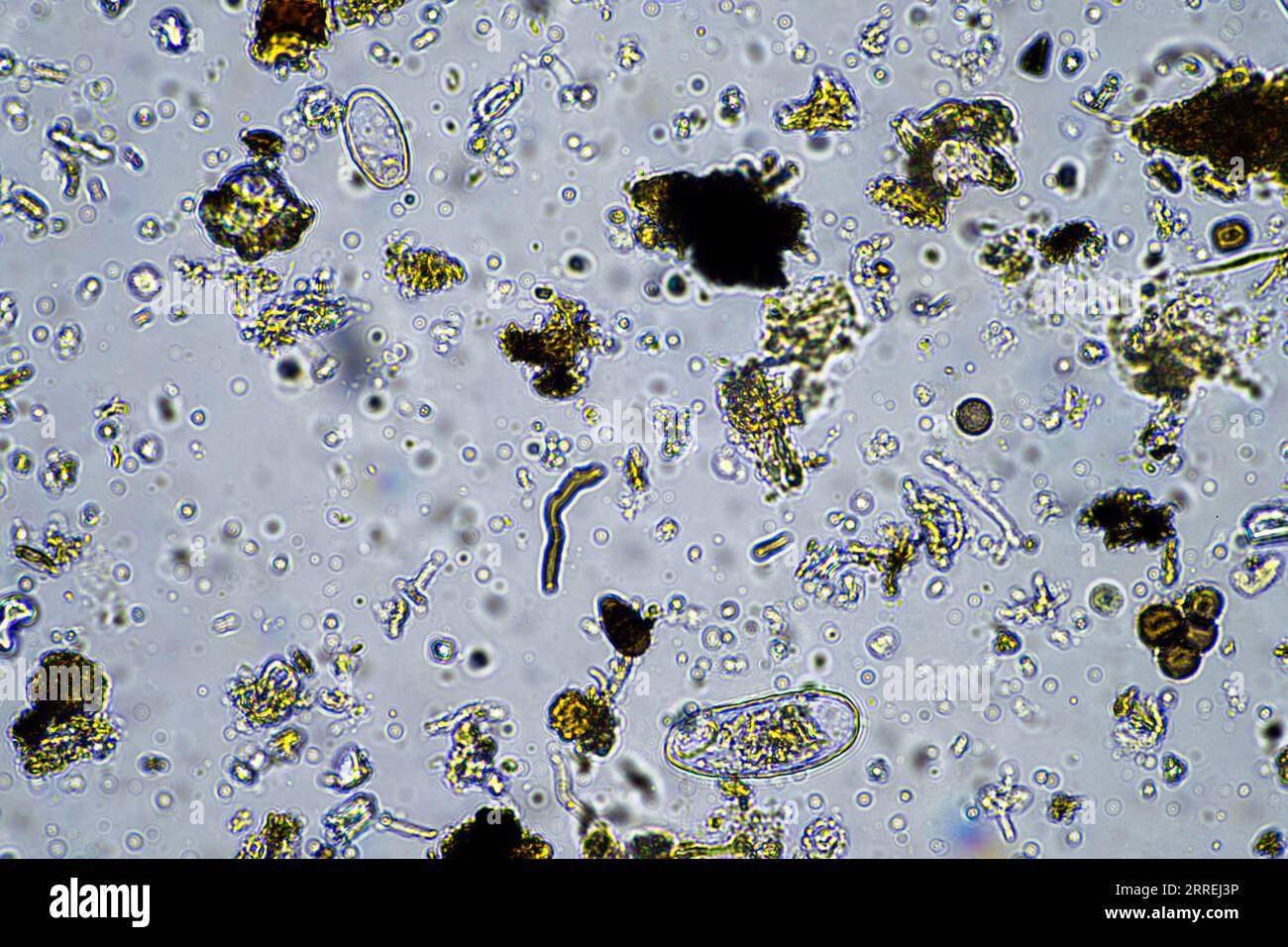 Microbiologie des sols agricoles Banque de photographies et d’images à ...