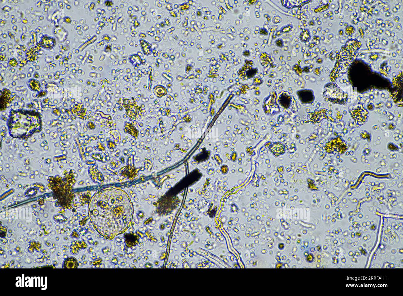 Microbiologie des sols agricoles Banque de photographies et d’images à ...