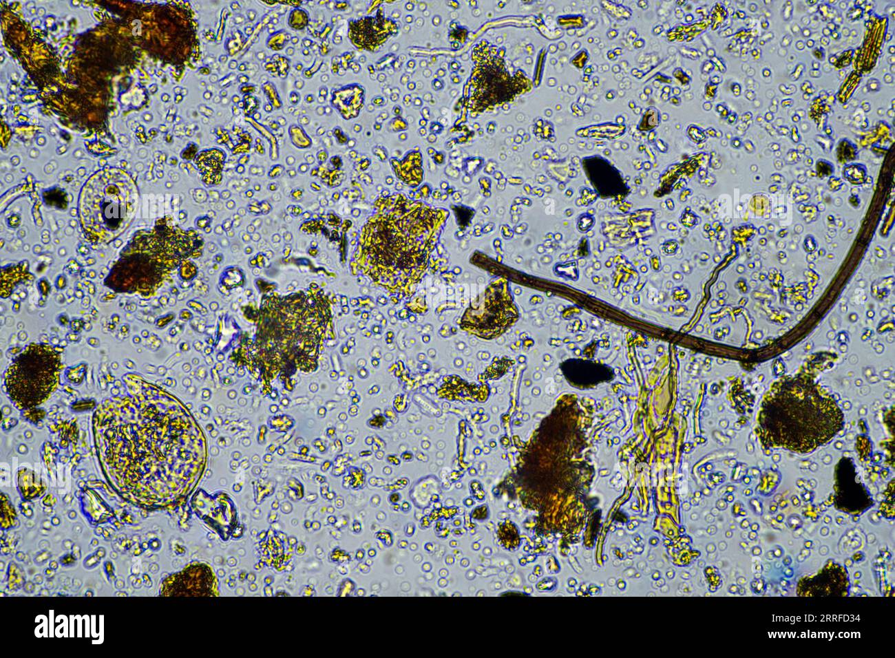 Microbiologie des sols agricoles Banque de photographies et d’images à ...