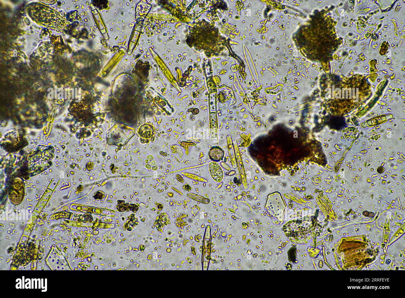 Microbiologie des sols agricoles Banque de photographies et d’images à ...