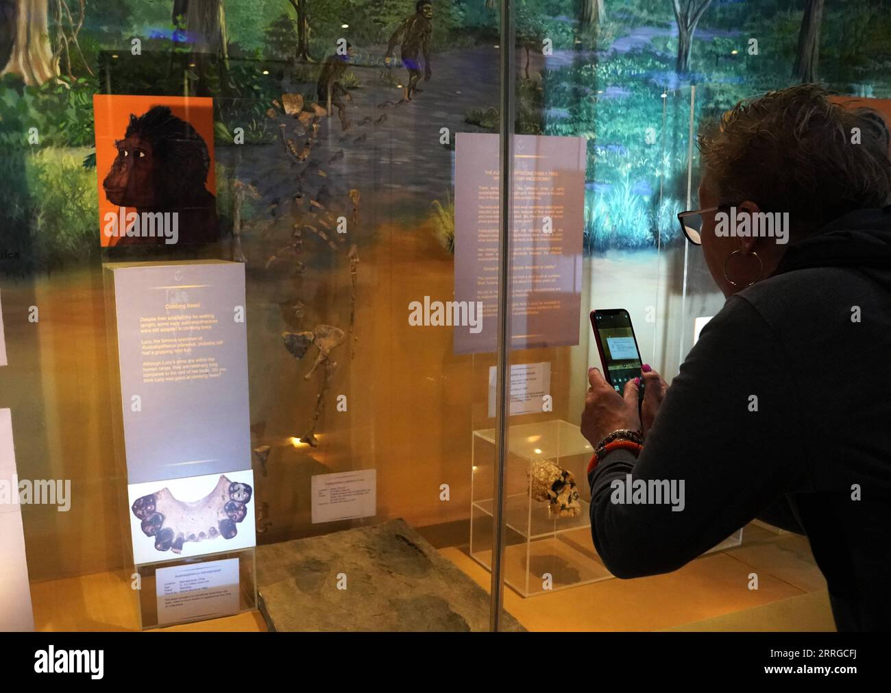 Esqueleto de australopithecus afarensis Banque de photographies et d ...
