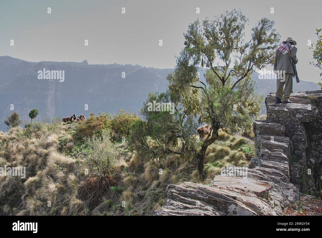 Faune éthiopienne Banque de photographies et d’images à haute ...