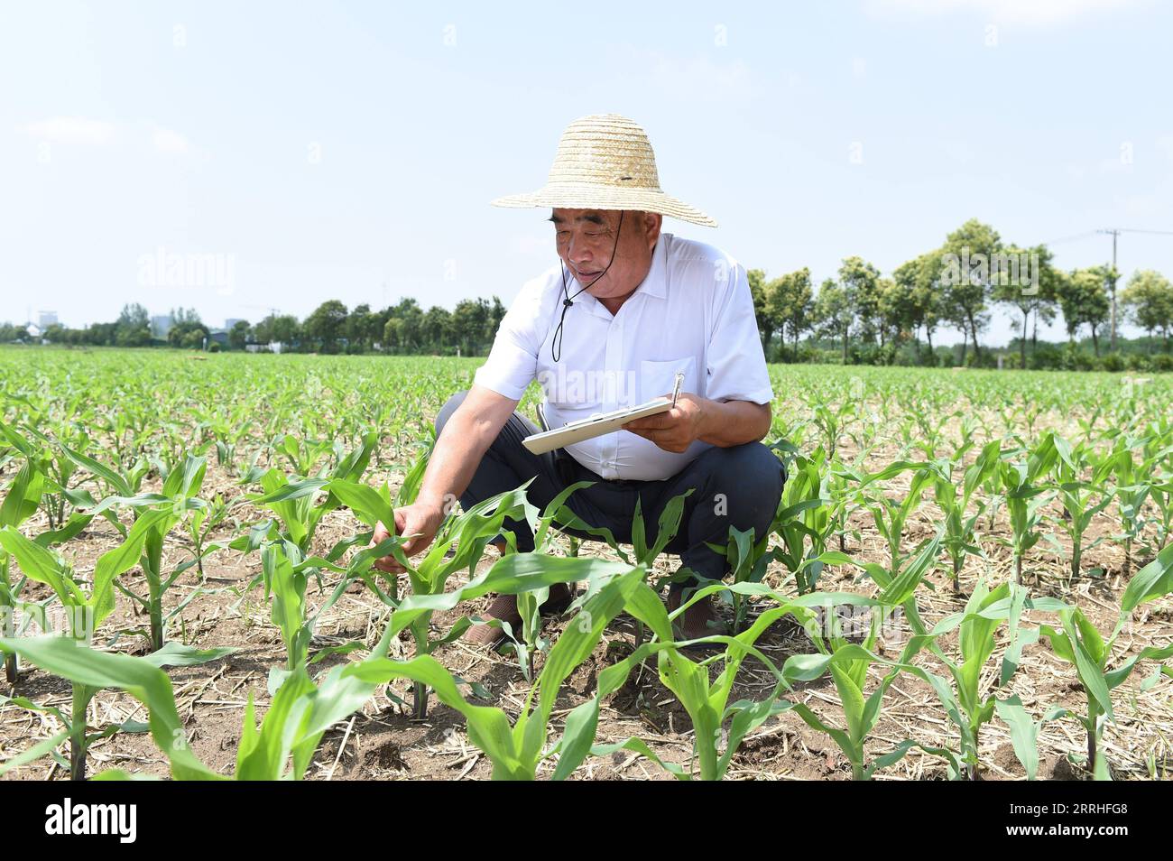220629 -- FUYANG, le 29 juin 2022 -- Xu Congxiang vérifie la croissance ...