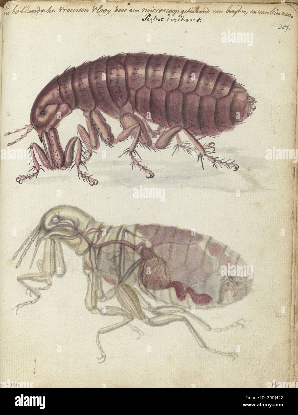 Microscope du 18ème siècle Banque de photographies et d’images à haute ...