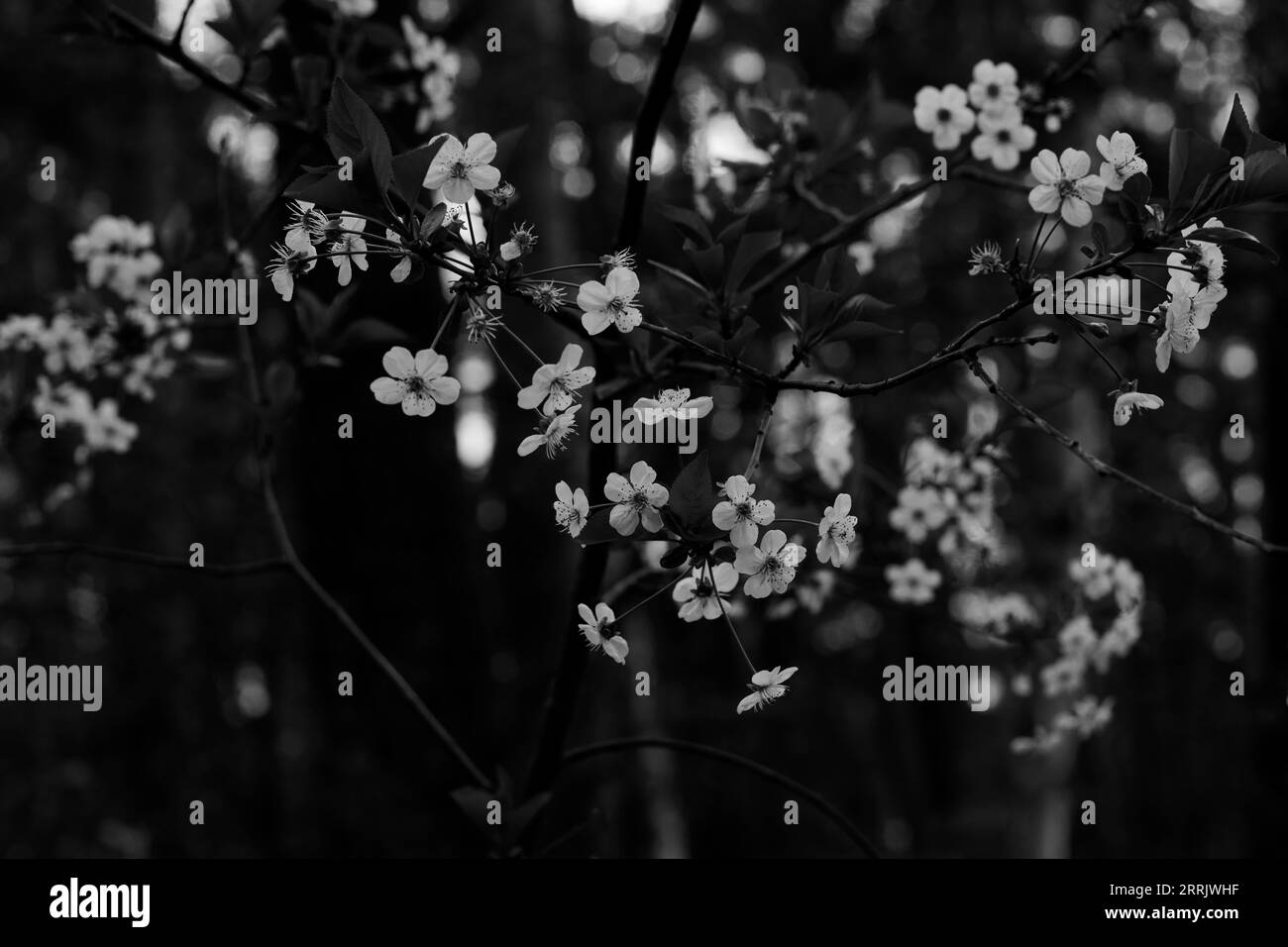 Printemps noir et blanc Banque de photographies et d’images à haute ...