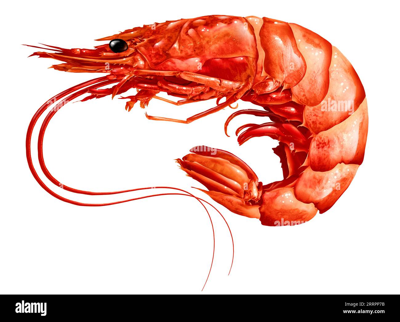 Crevettes isolées sur fond blanc représentant un crustacé de crevettes ...