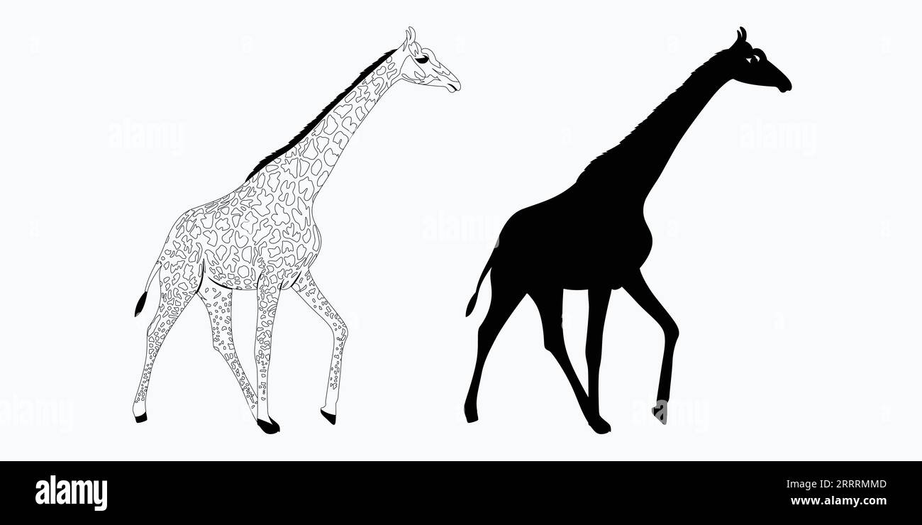 Girafe Noire