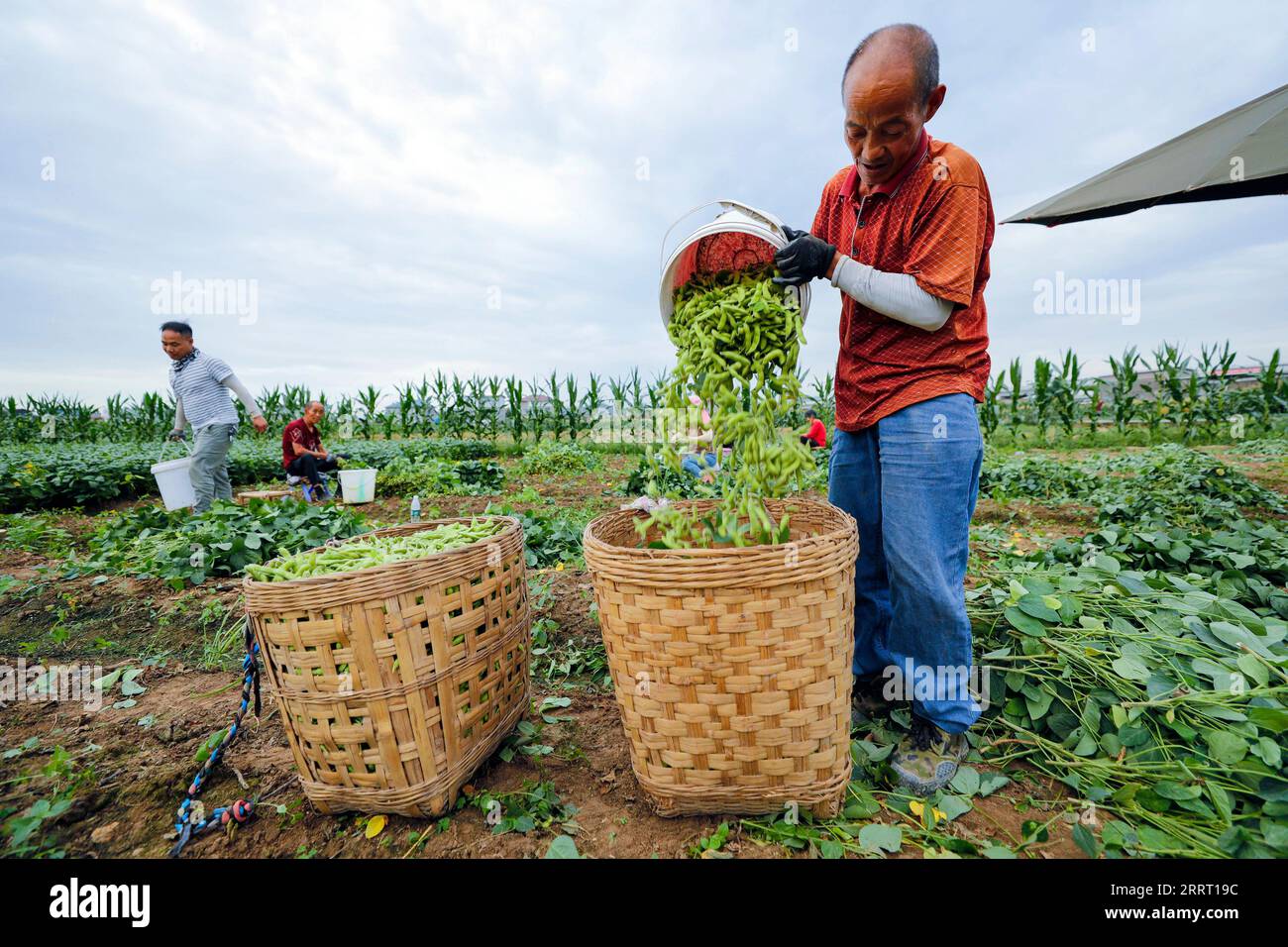 230622 -- CHENGDU, le 22 juin 2023 -- Un agriculteur verse du soja vert ...