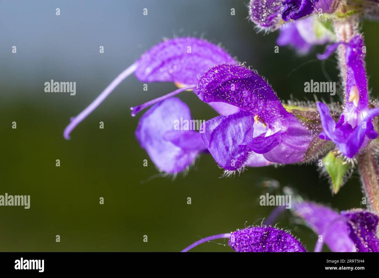 Plante de sauge Banque de photographies et d’images à haute résolution ...