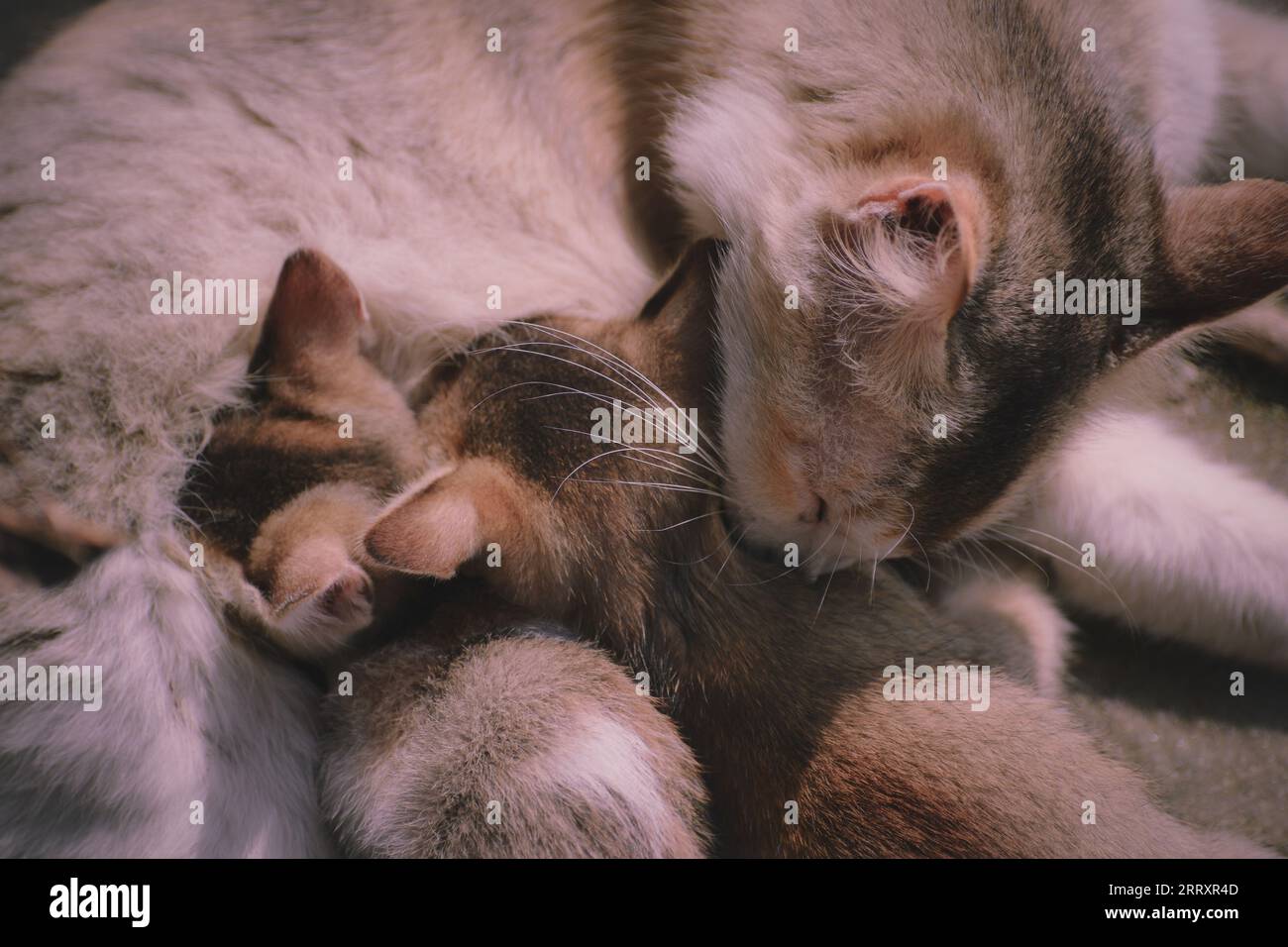 Chat sauvage avec des chatons Banque de photographies et d’images à haute résolution - Alamy