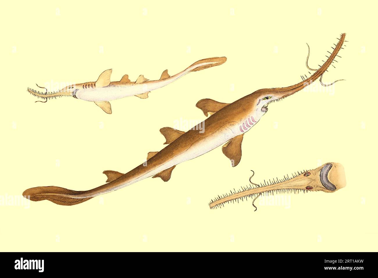 Pristis tentaculatis, poisson scié Tentaculé Pristis est un genre de ...