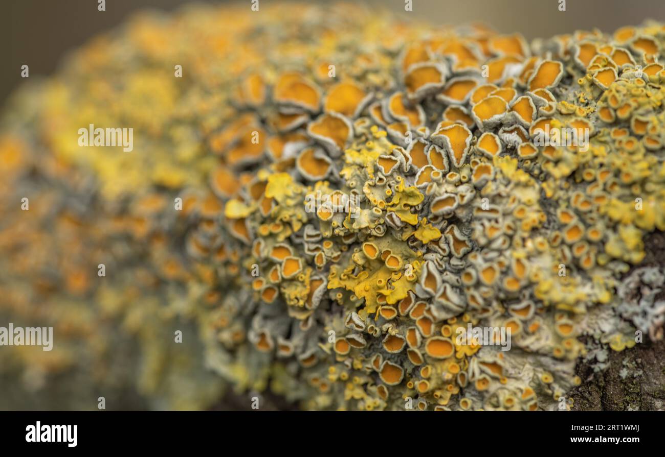 Lichens sur les arbres Banque de photographies et d’images à haute ...