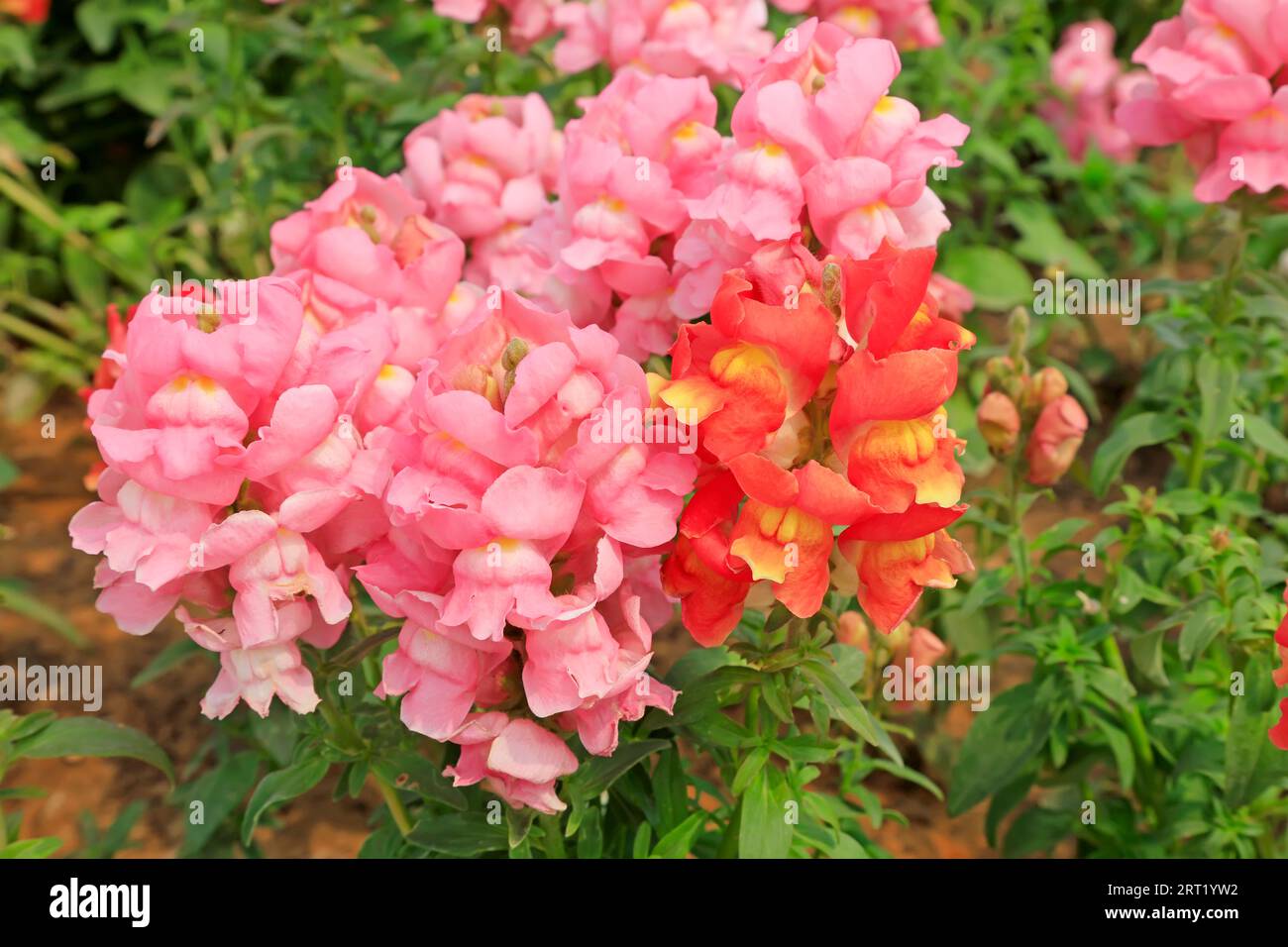 Snapdragon variety Banque de photographies et d’images à haute ...