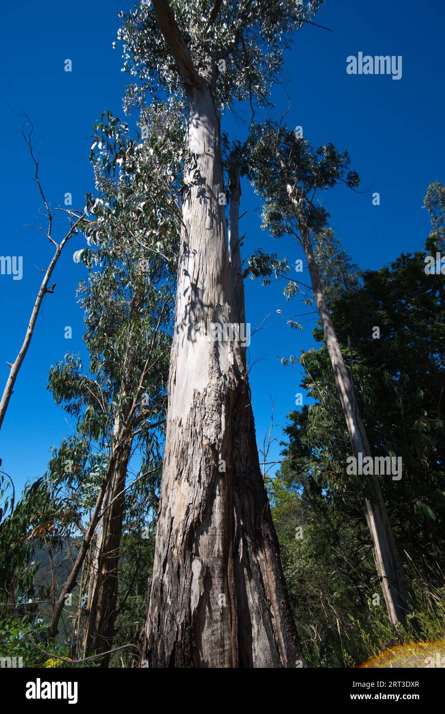 Arbol arbol planta planta Banque de photographies et d’images à haute résolution - Alamy