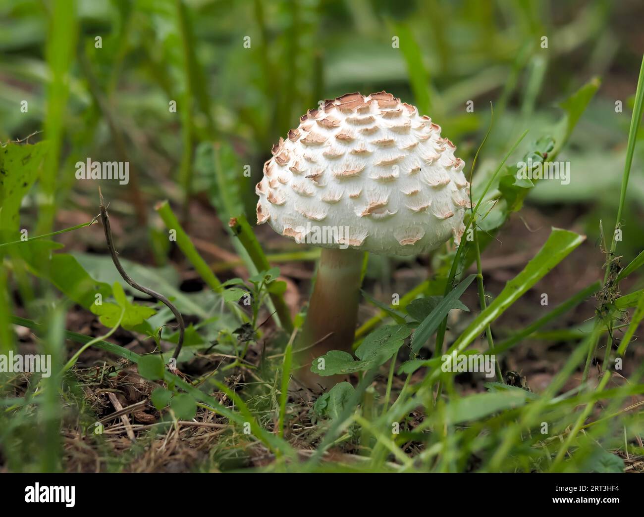 Lamellar mushroom Banque de photographies et d’images à haute ...