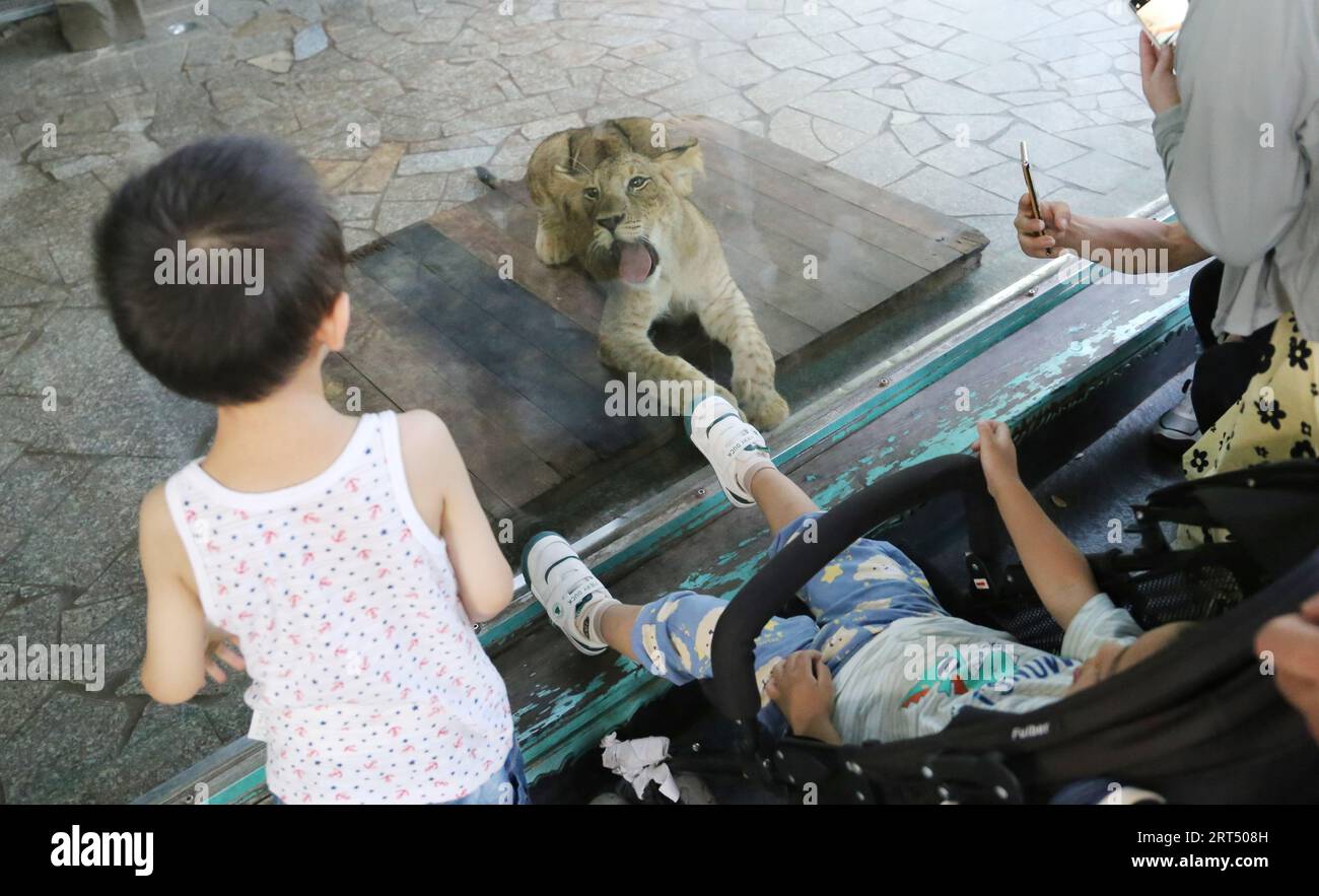 SHANGHAI, CHINE - 10 SEPTEMBRE 2023 - Un jeune lion interagit avec un ...