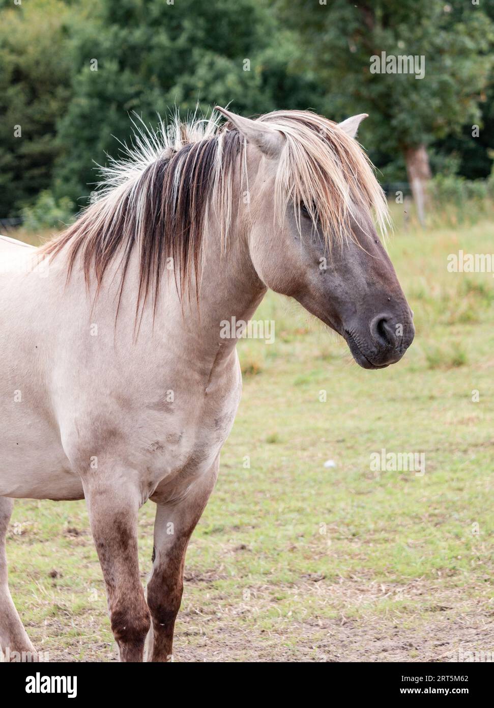 Konik horse Banque de photographies et d’images à haute résolution - Alamy