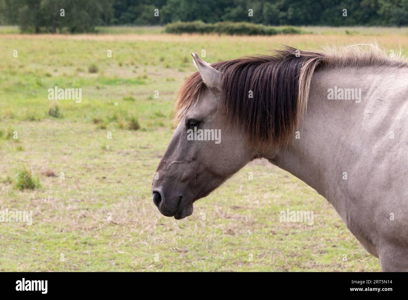 Konik horse Banque de photographies et d’images à haute résolution - Alamy