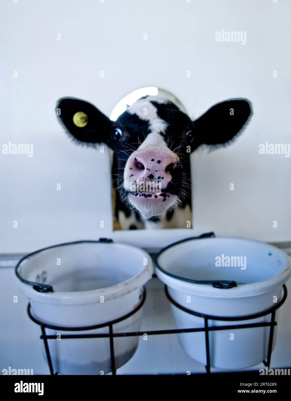 Vache gloucester Banque de photographies et d’images à haute résolution ...
