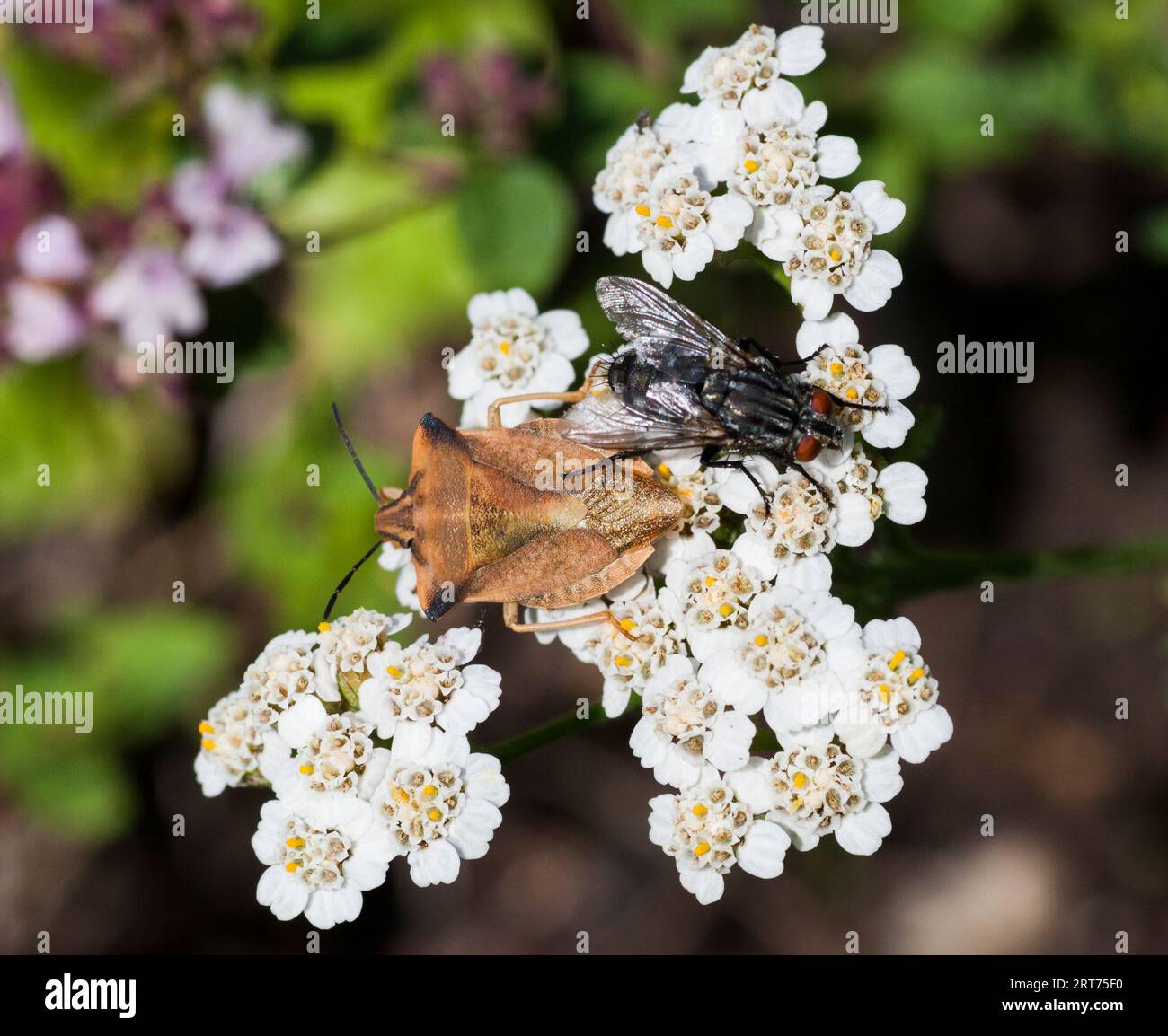 Punaise punaise carpocoris fuscispinus Banque de photographies et d ...