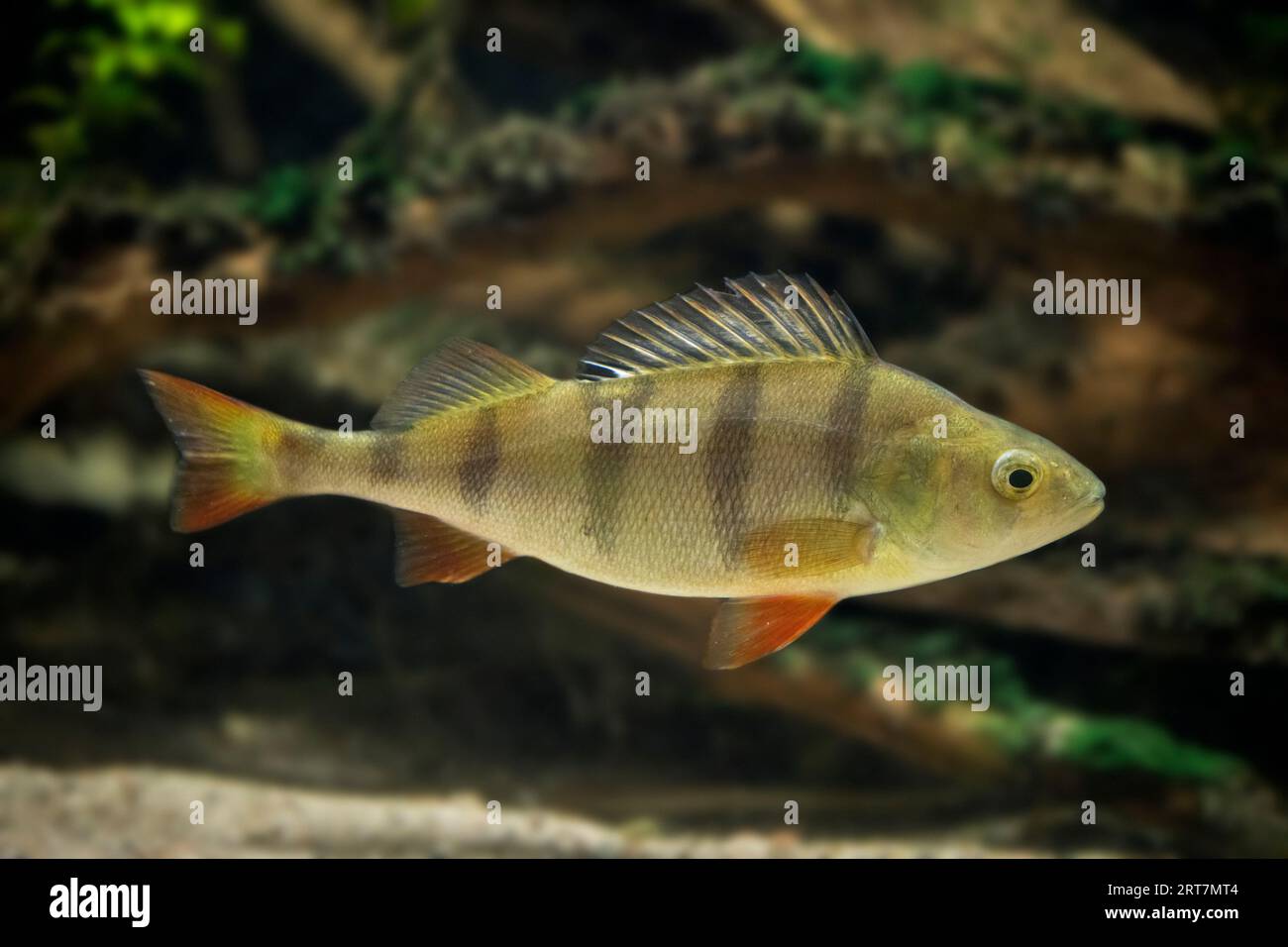 Perche euro Banque de photographies et d’images à haute résolution - Alamy
