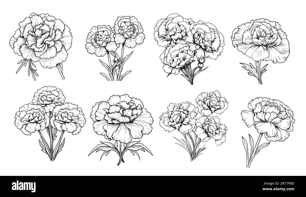 Carnation vector vectors Banque d'images noir et blanc - Alamy