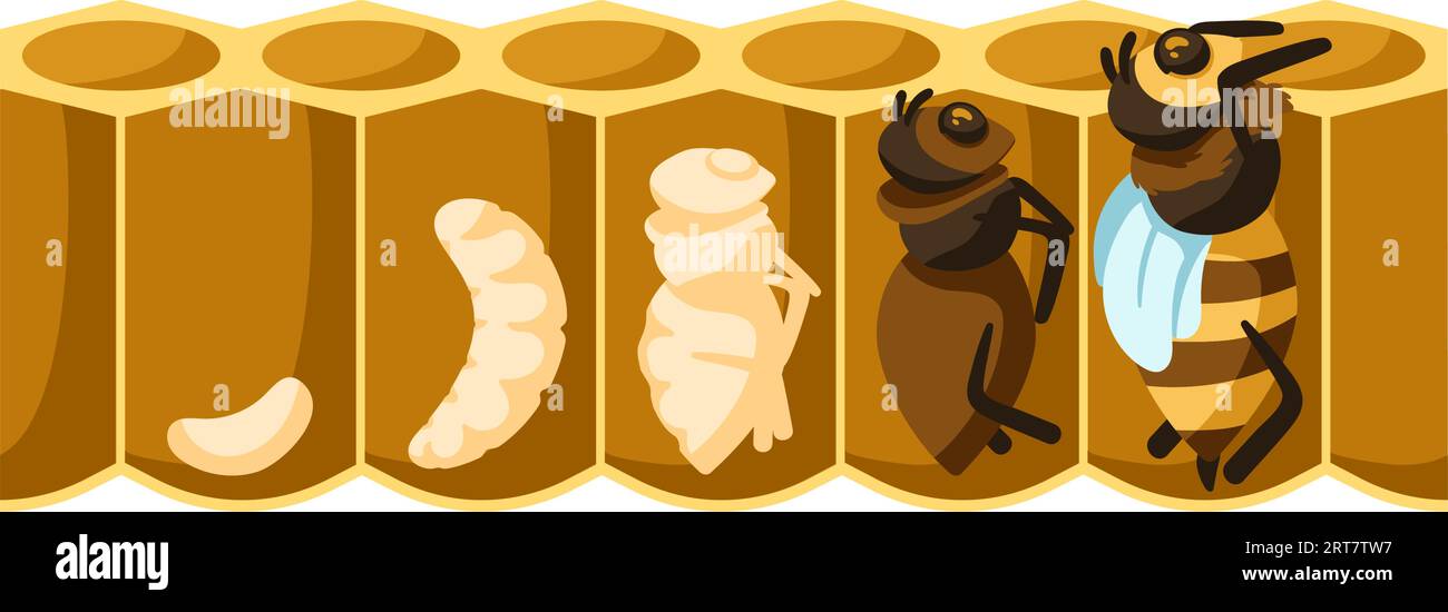 Cycle de vie des abeilles de dessin animé. Processus de développement de l'œuf d'abeille, des ...