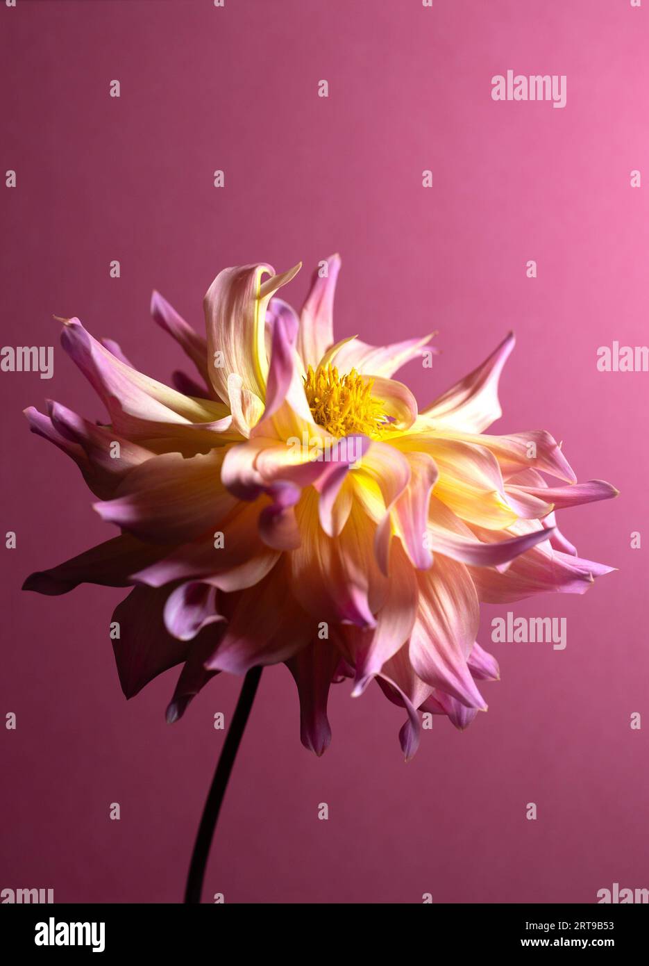 Dahlia portrait Banque de photographies et d’images à haute résolution ...