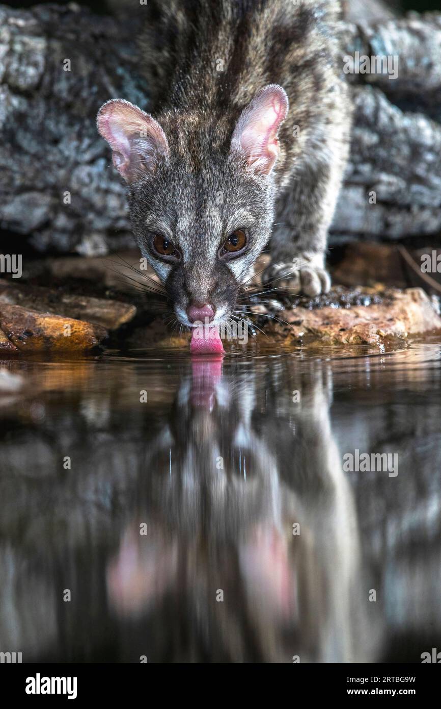 Genette commune Banque de photographies et d’images à haute résolution ...