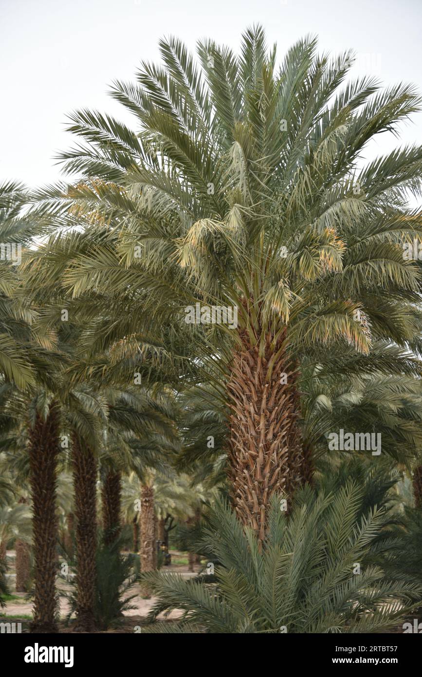 Yuma, AZ États-Unis. 3/14/2023. Martha’s Gardens Medjool Date Farm a ...