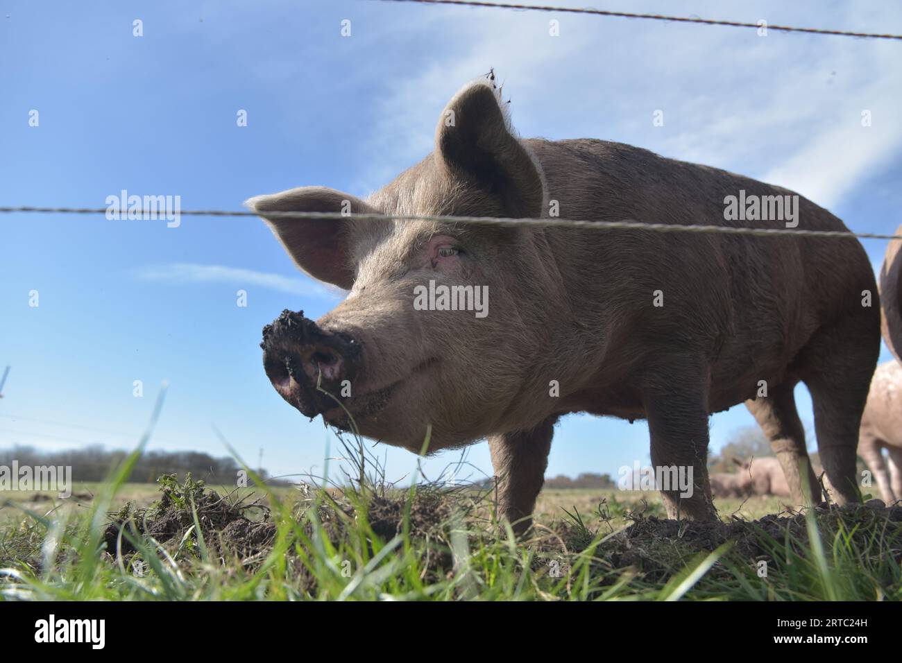 Cerdos cerdos cerdos cerdos cerdos cerdos Banque de photographies et d ...