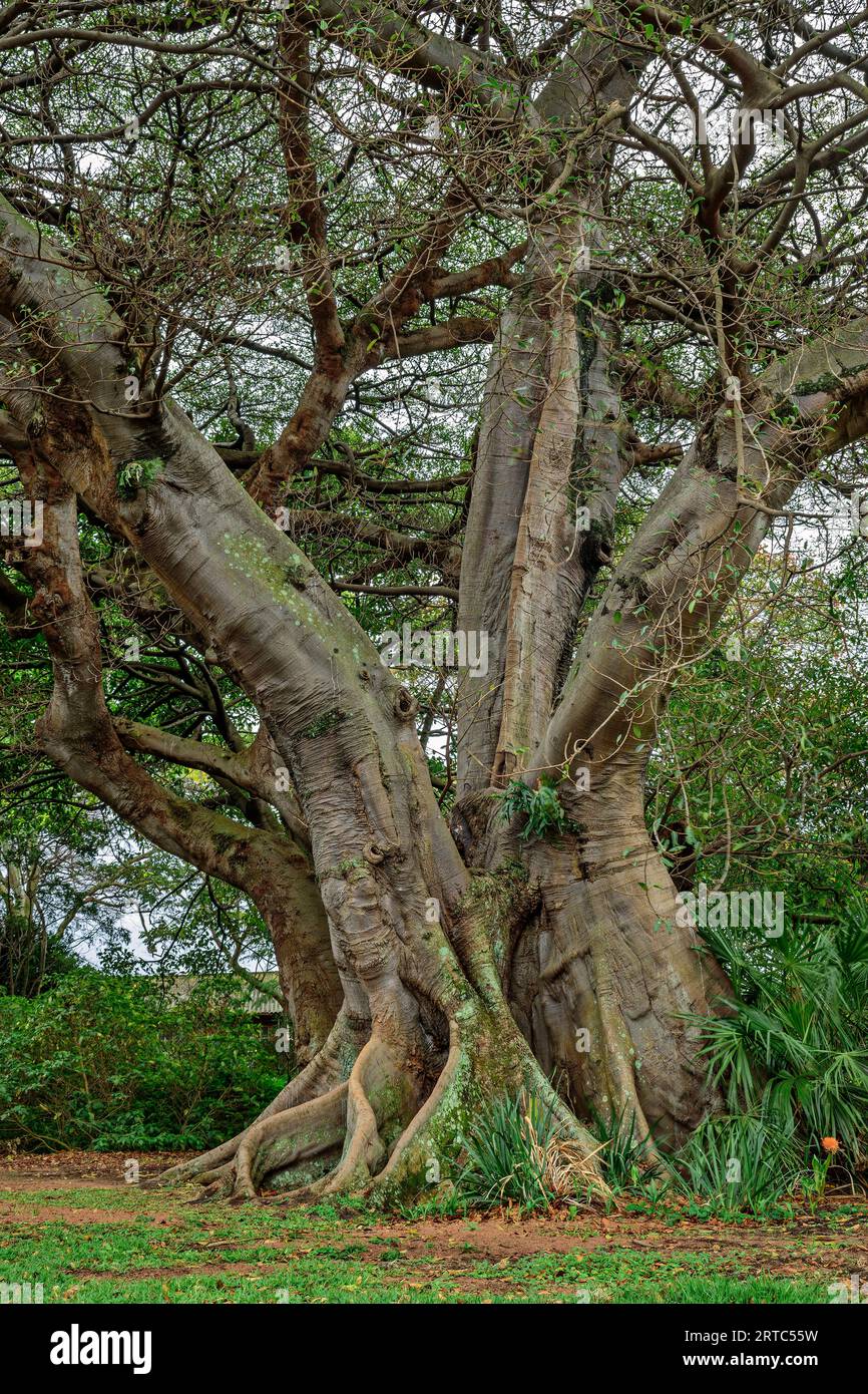 Durban botanical gardens Banque de photographies et d’images à haute ...