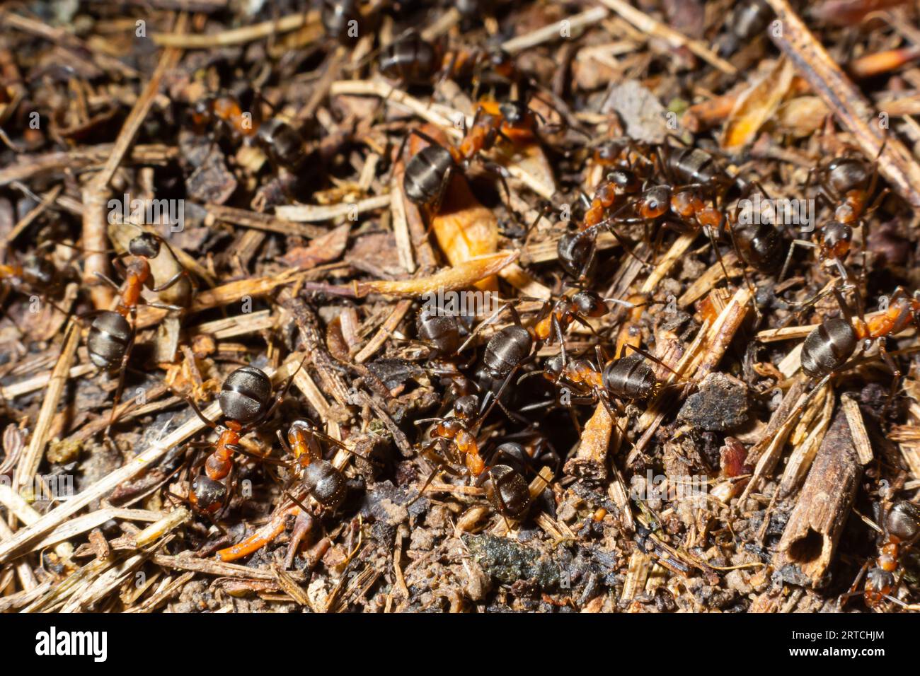 Les fourmis en bois rouge construisent un nid Formica rufa. Colonie de ...